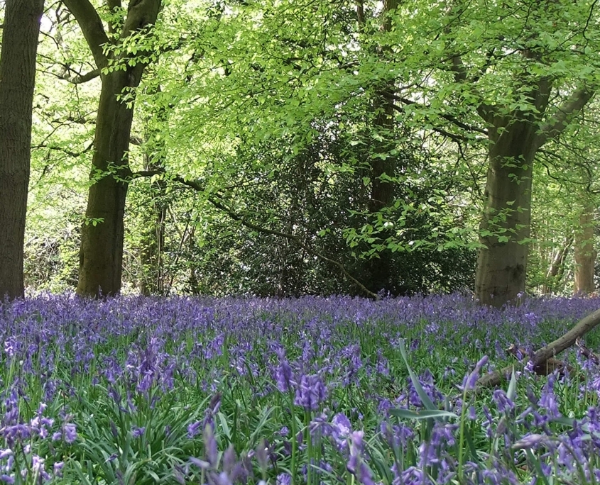 Walks in the Colne Valley Regional Park - Colne Valley Regional Park
