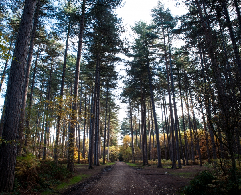 Walks in the Colne Valley Regional Park - Colne Valley Regional Park