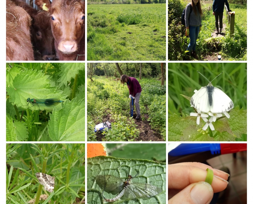 Conservation Grazing Project - Colne Valley
