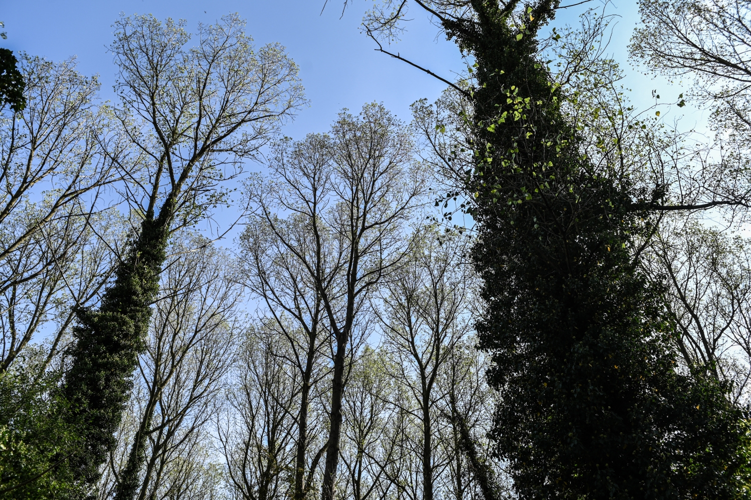 Arthur Jacob Nature Reserve - Colne Valley Regional Park