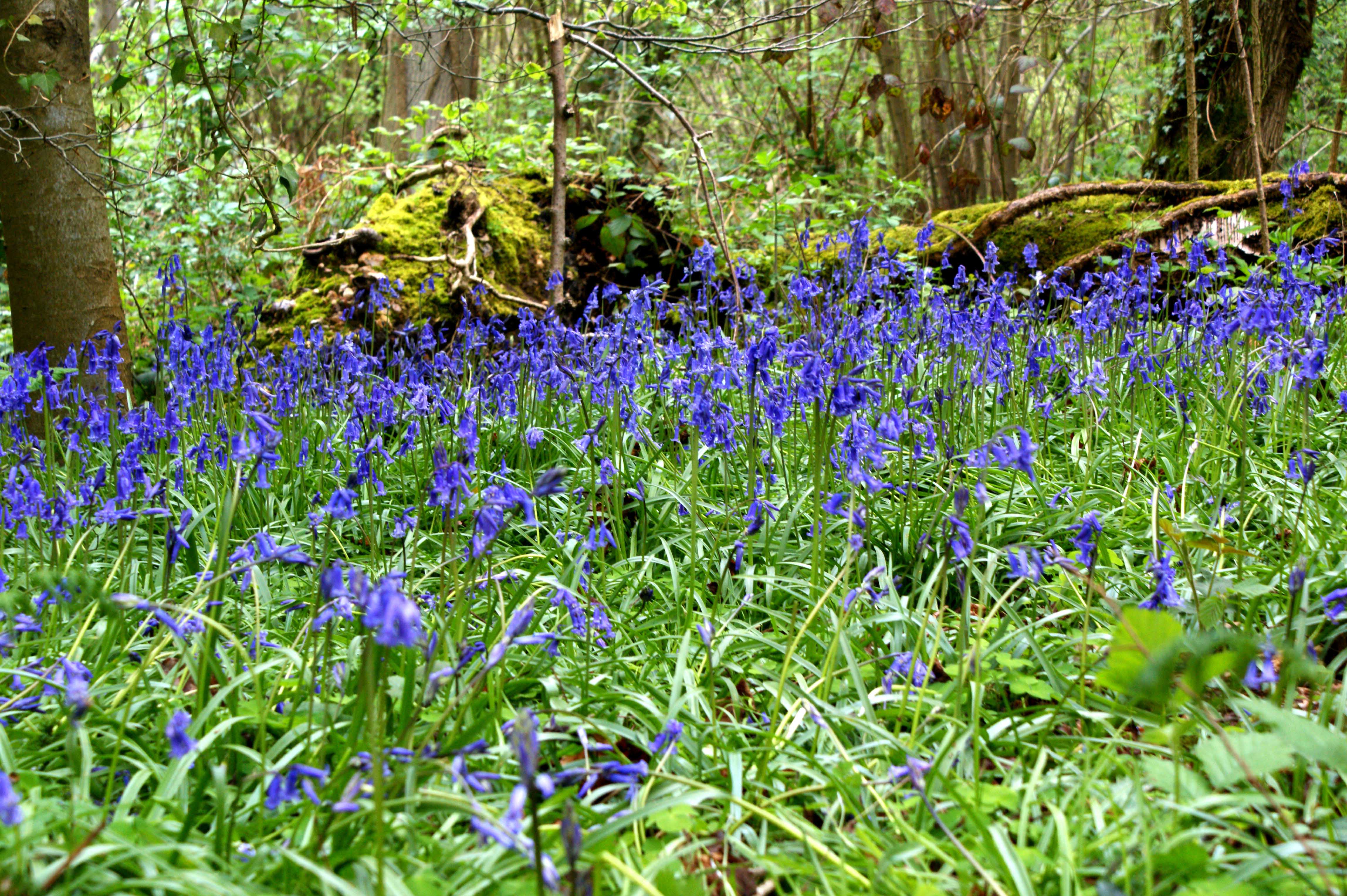 Denham Woods - Colne Valley Regional Park