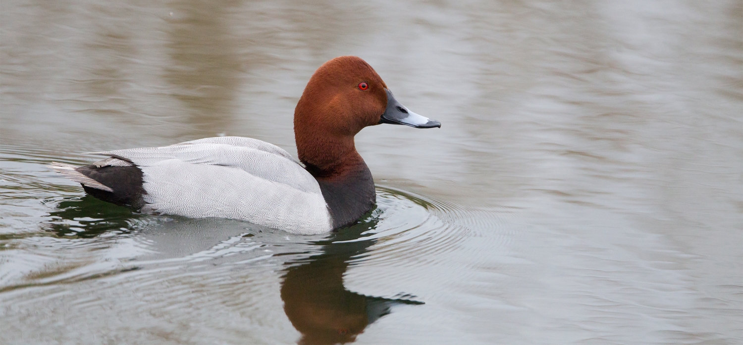 Ducking and Diving in the Colne Valley - Colne Valley Regional Park