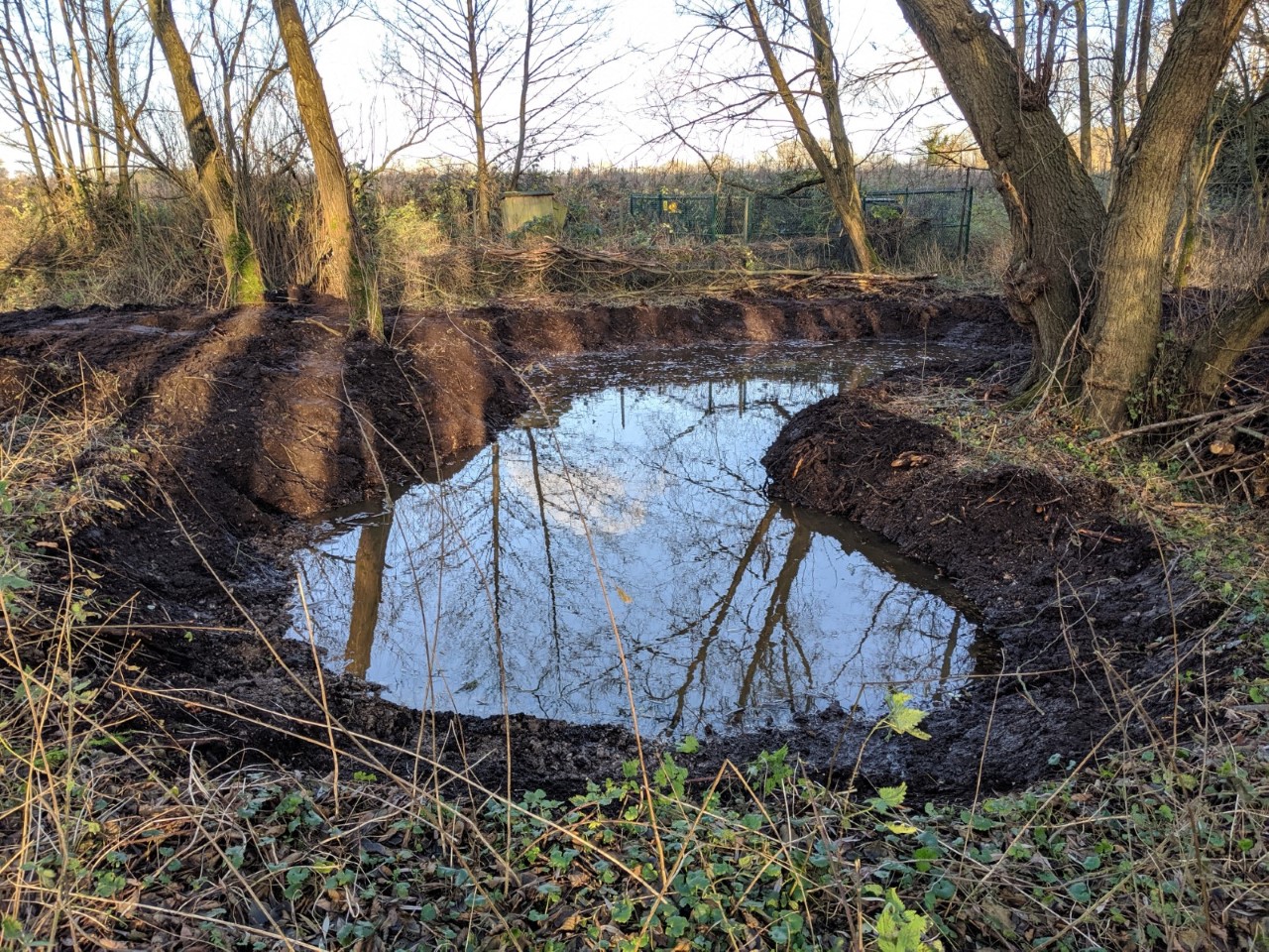 Maple Lodge Marsh-Pond Works - Colne Valley Regional Park