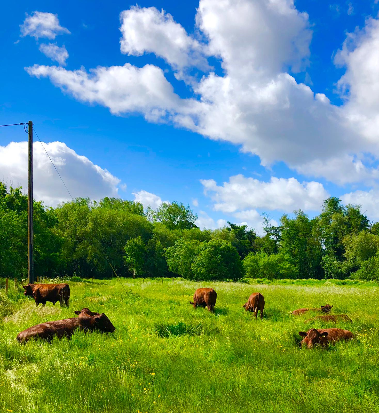 Cows Improve Countryside - Colne Valley Regional Park