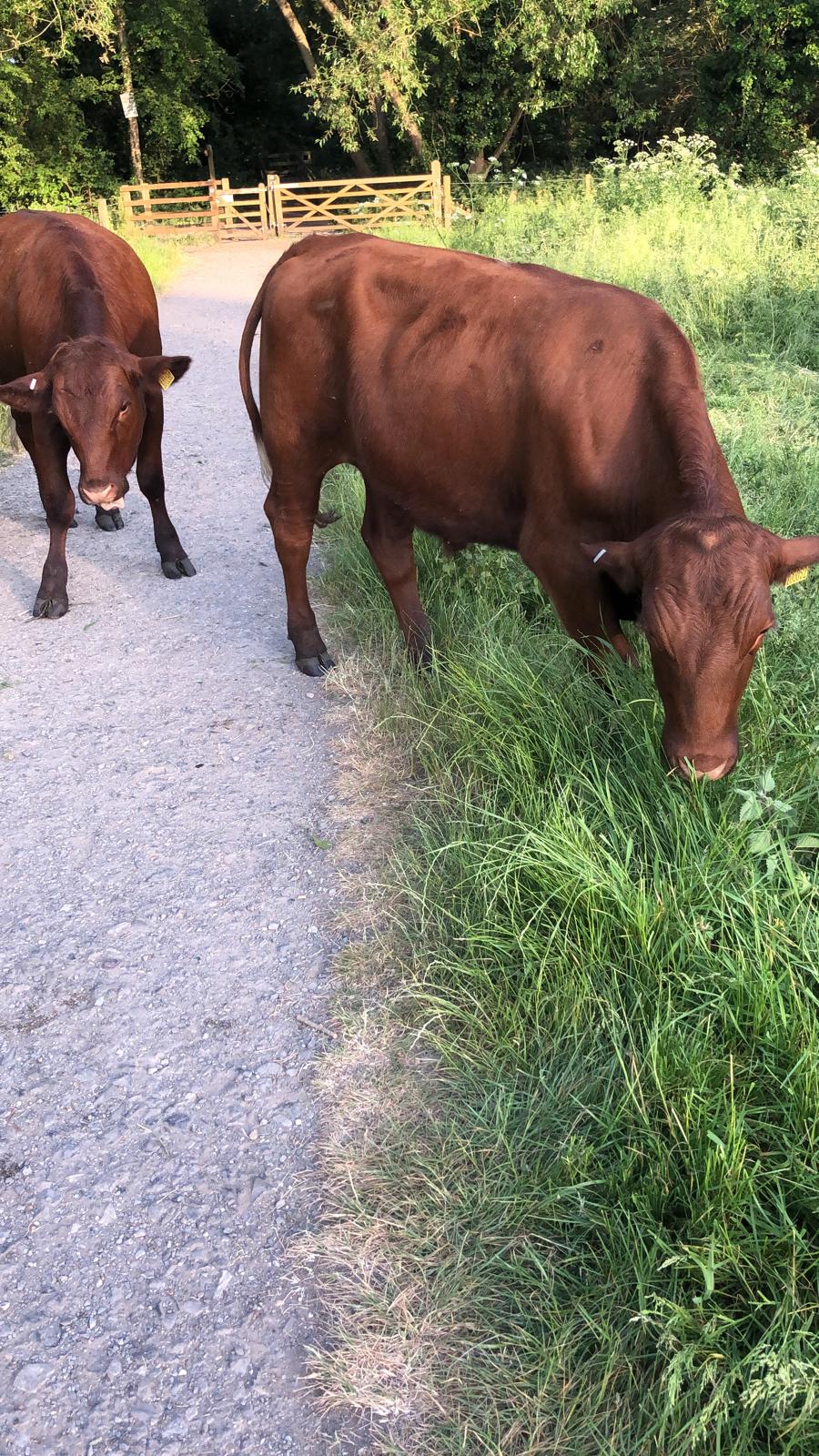 Cows Improve Countryside - Colne Valley Regional Park