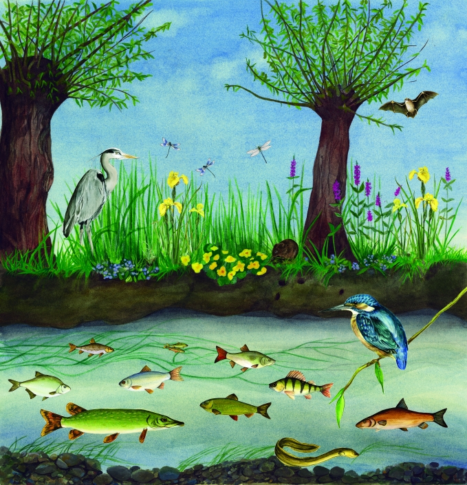 Invasive Species in Colne Valley Regional Park - Colne Valley Regional Park