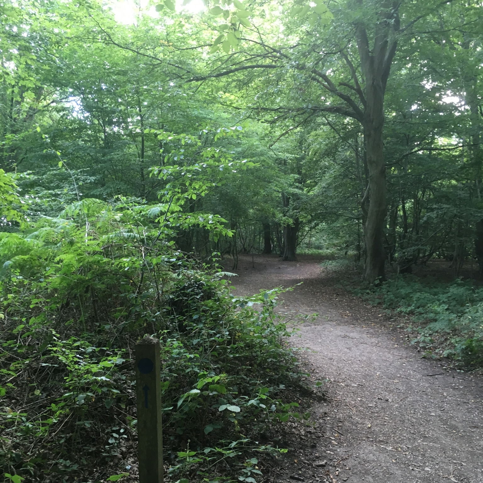 Ruislip Woods Walks go Digital - Colne Valley Regional Park