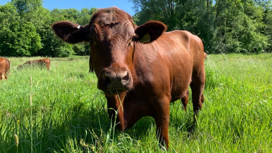 Cattle Checkers Online Training - Colne Valley Regional Park