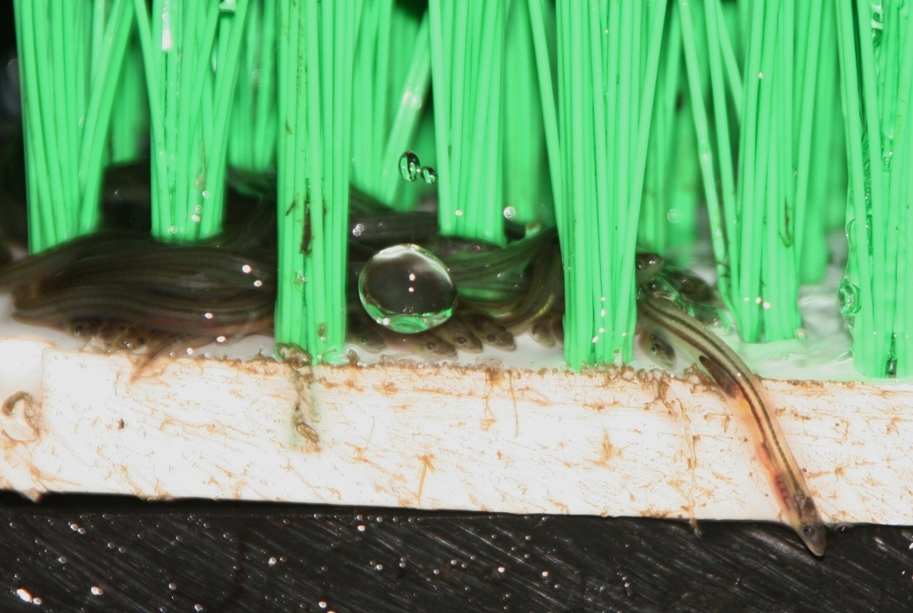 Denham Eel Pass Project - Colne Valley Regional Park