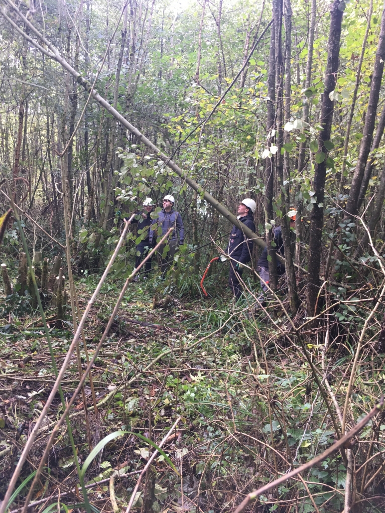 Mace Corporate Volunteers Make a Real Difference in Denham Woods ...